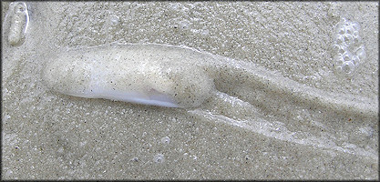 Sinum perspectivum (Say, 1831) White Baby Ear